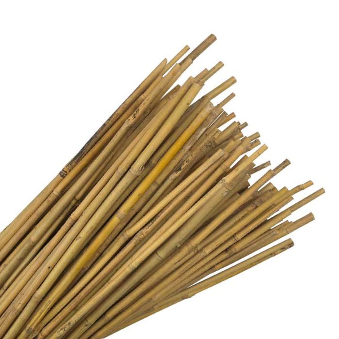 Bamboo Canes | LBS Horticulture