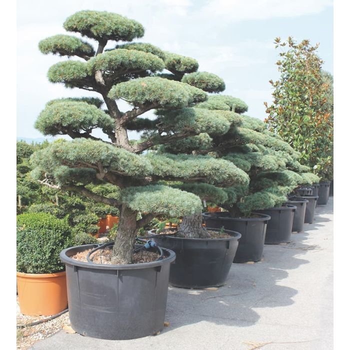 Large pots for trees store