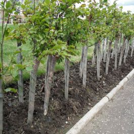 Spiral Tree Guards - Clear - 38mm x 60cm (250) | LBS Horticulture