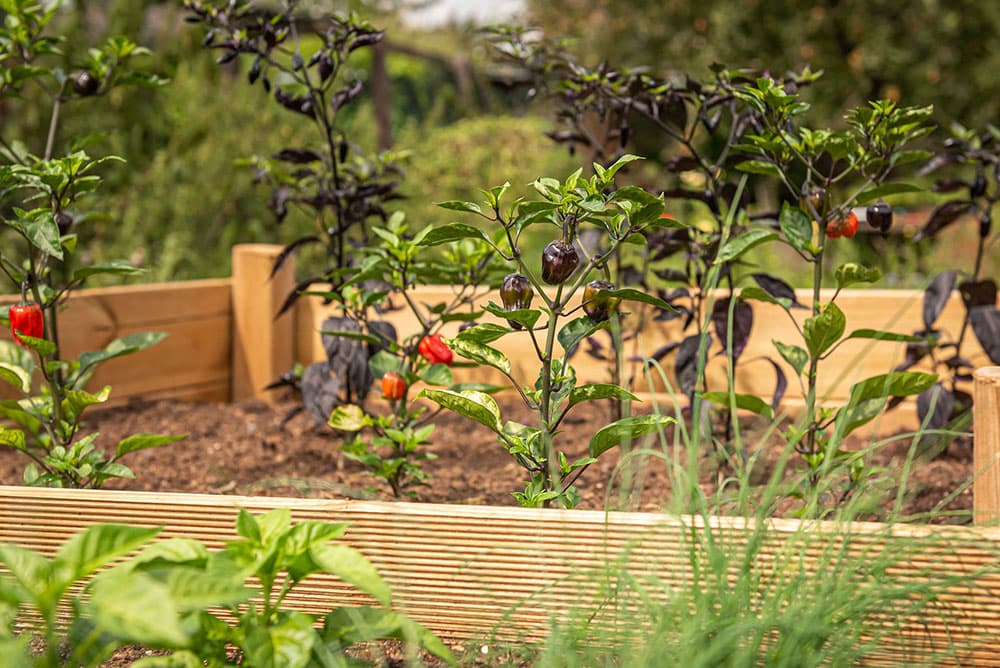 How to Make a Raised Bed for Gardening | LBS Horticulture